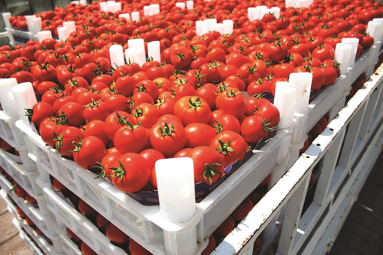 El kilo de jitomate supera los 55 pesos en Querétaro
