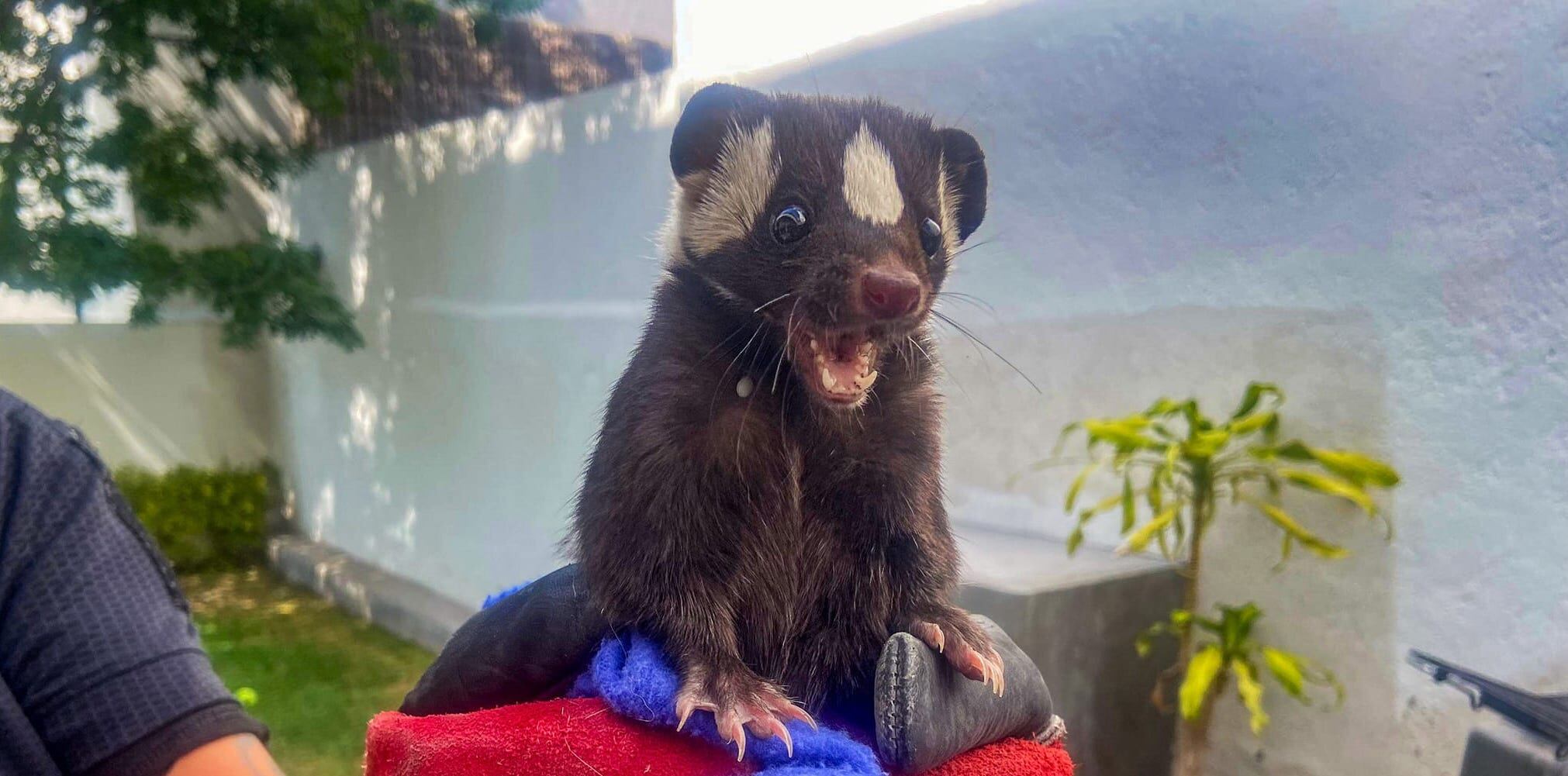 Rescatan a zorrillito; paseaba por el patio de una casa en Zibatá ...