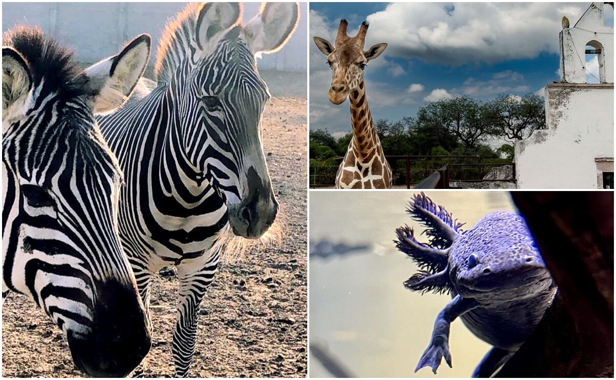 Tres zoológicos y santuarios para conocer en Querétaro